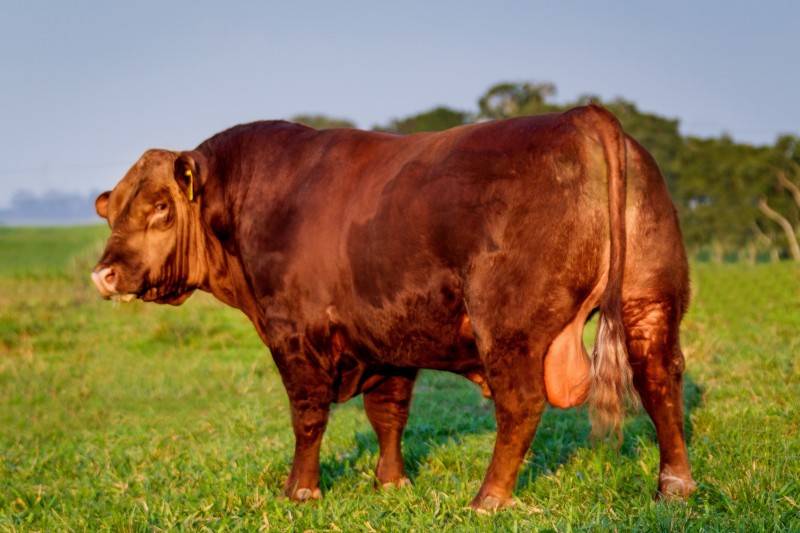 Polo de comercialização e criação de Angus