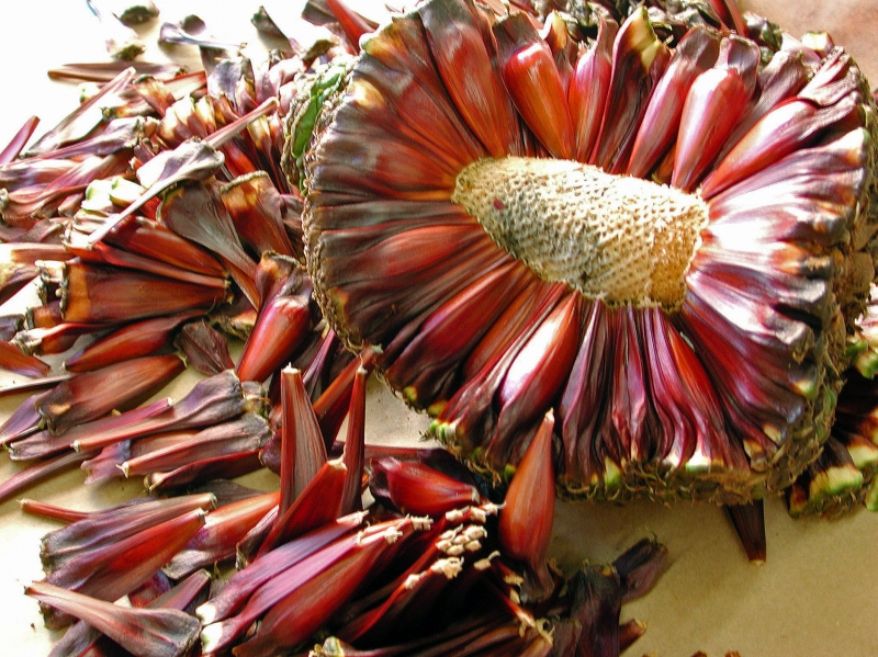 Com maior volume colhido neste ano, começa safra de pinhão no Rio ...