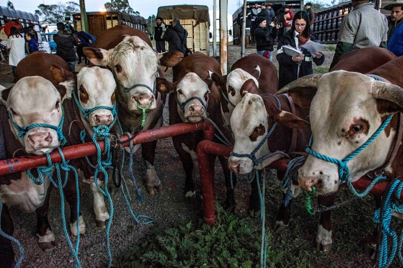 Inscrições para exposição de animais de argola na Expointer terminam ...