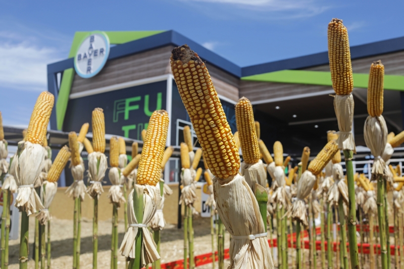 Bayer trará milho de baixa estatura para o Brasil
