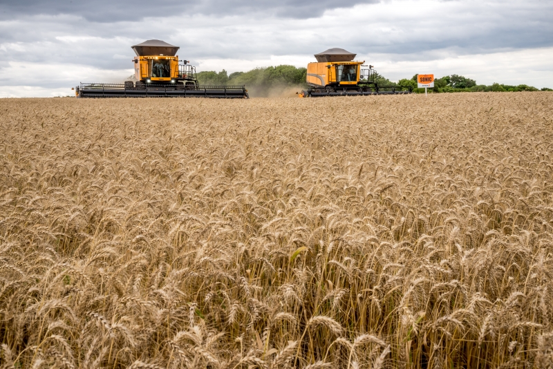 Área de trigo no RS deve ser a maior em sete anos, somando 1,1 milhão ...