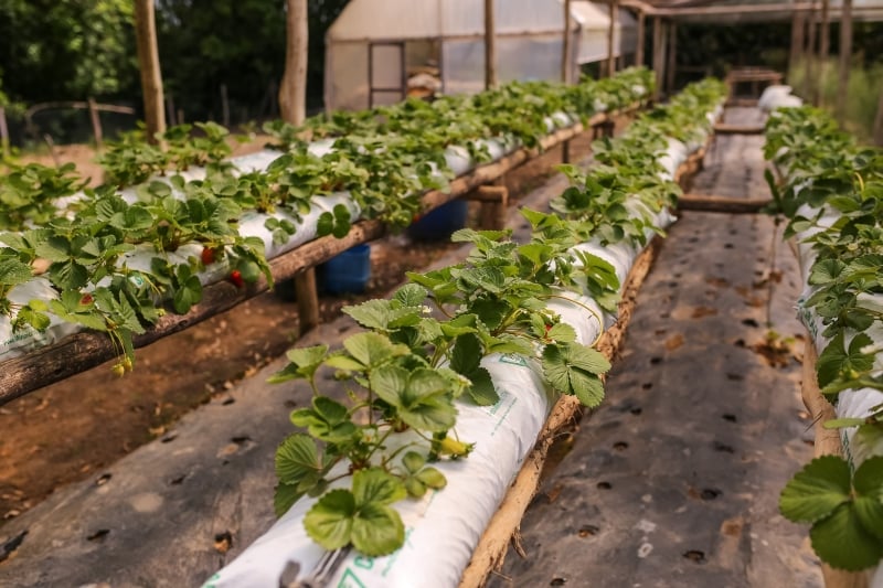 Cultivo do morango sai do campo e chega à cidade