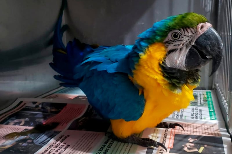 Arara-canindé é resgatada em árvore na Zona Sul de Porto Alegre