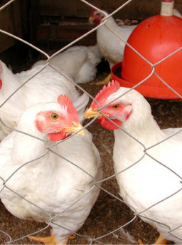 Deve faltar carne de frango e suína no mecado devido à crise, diz ABPA