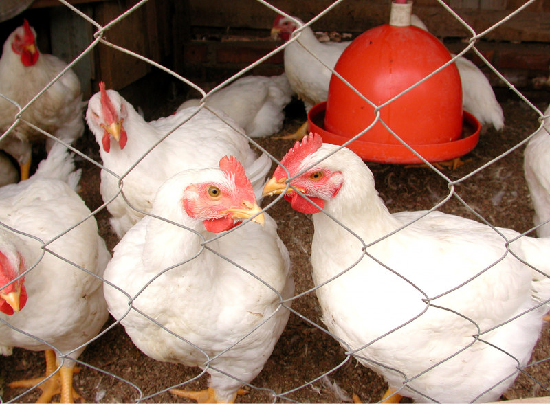 Deve faltar carne de frango e suína no mecado devido à crise, diz ABPA