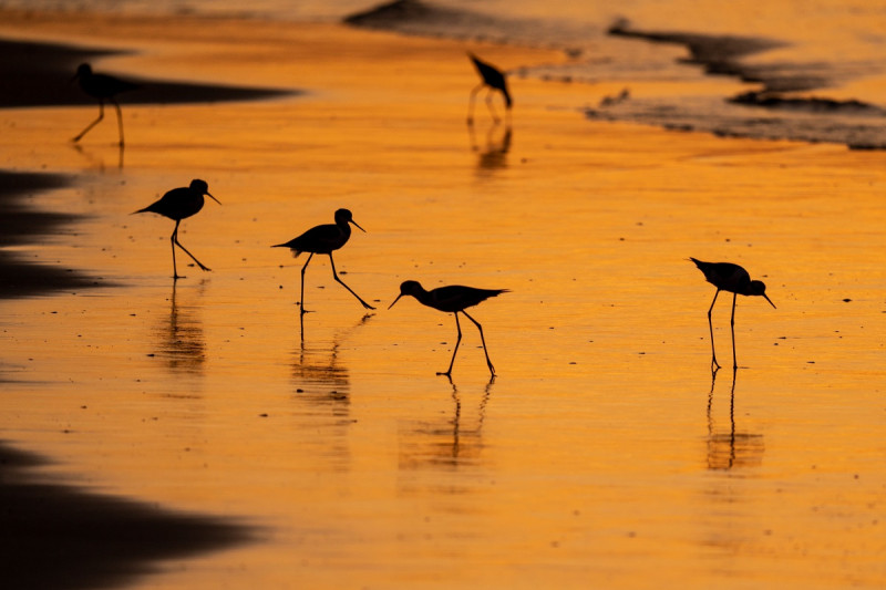 Galeria Escadaria migra para o Pier da Usina do Gasômetro com exposição ...