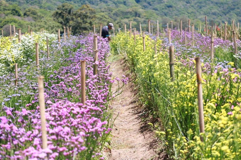 Floricultura nacional deve encerrar 2023 com crescimento de 8%