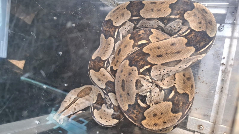 Jiboia de 1,8m é capturada em São Leopoldo