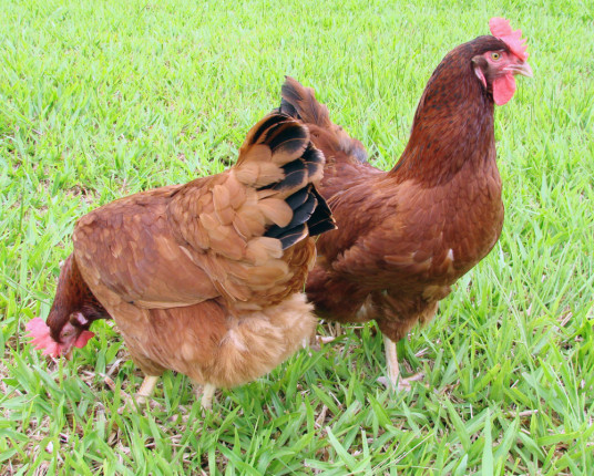 Exportação de frango brasileiro está suspensa em 20 países