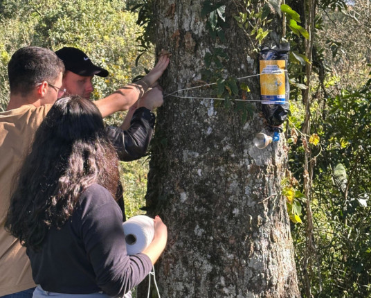 Projeto mobiliza estudantes de Erechim para a preservação de abelhas