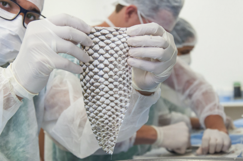 Médicos brasileiros levarão pele de tilápia para tratar queimaduras de ...